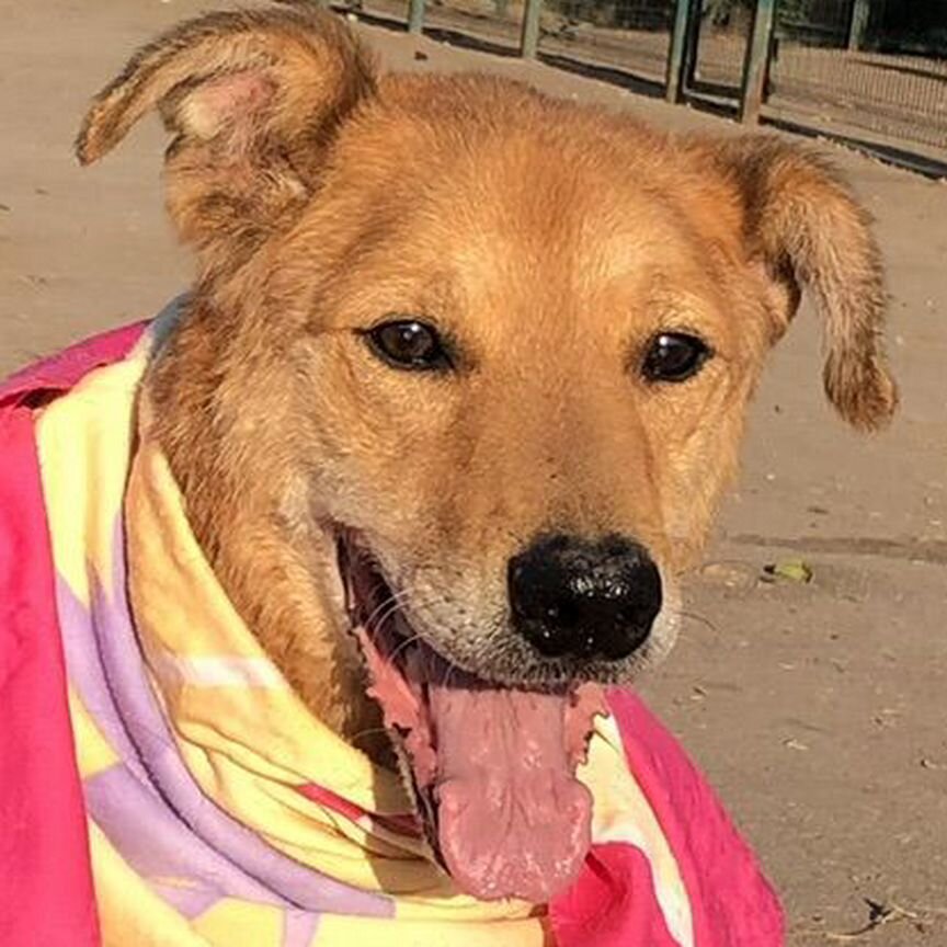 Песик Рексик похож на игрушку Мишку Тедди