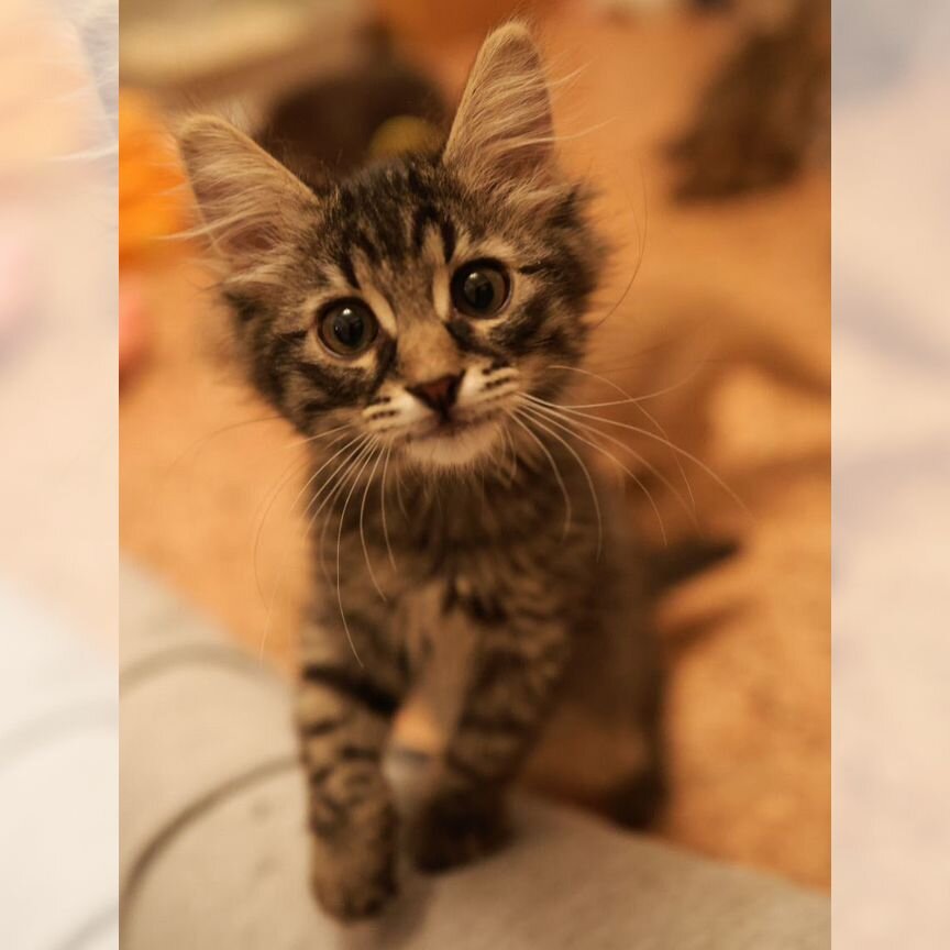 Котёнок в добрые руки