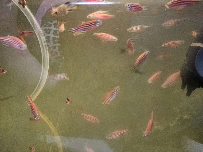 Данио розовые