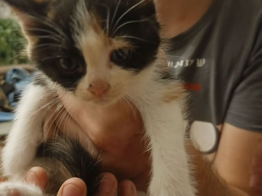 Кошка в дар