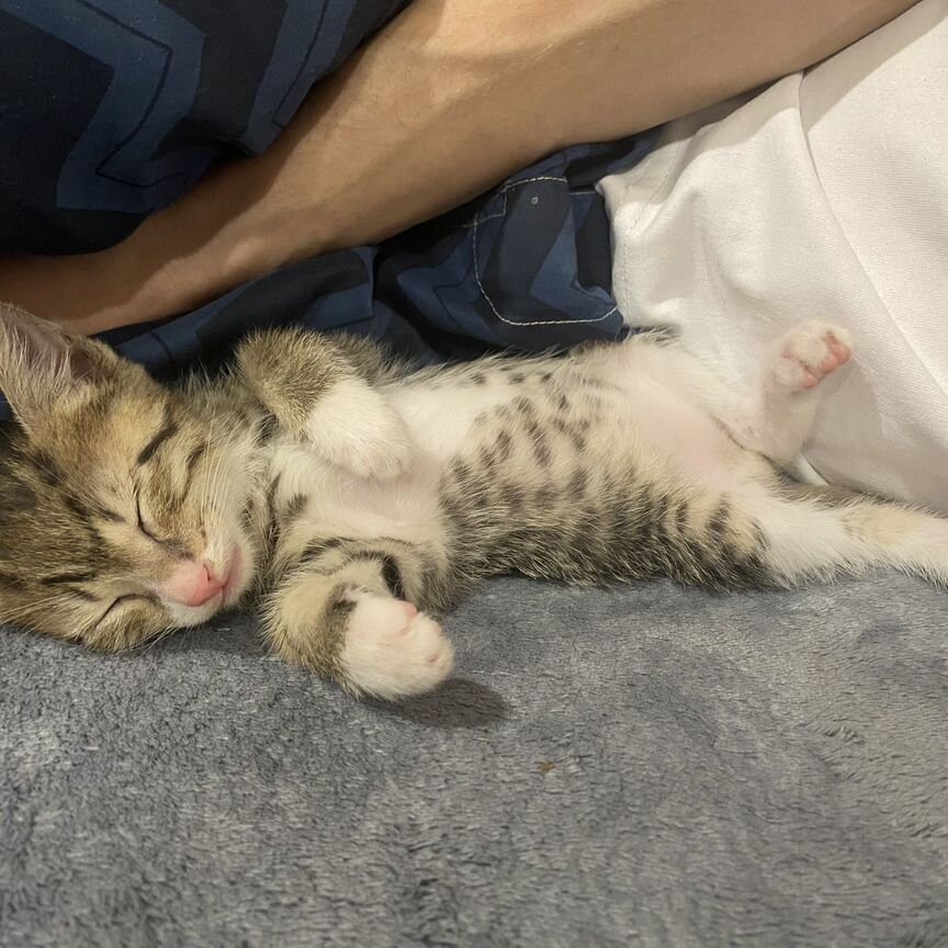 Котёнок