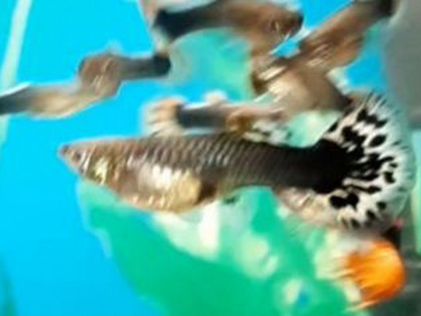 Аквариумные рыбки