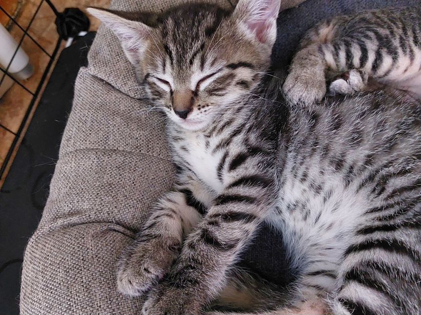 Кошка сфинкс