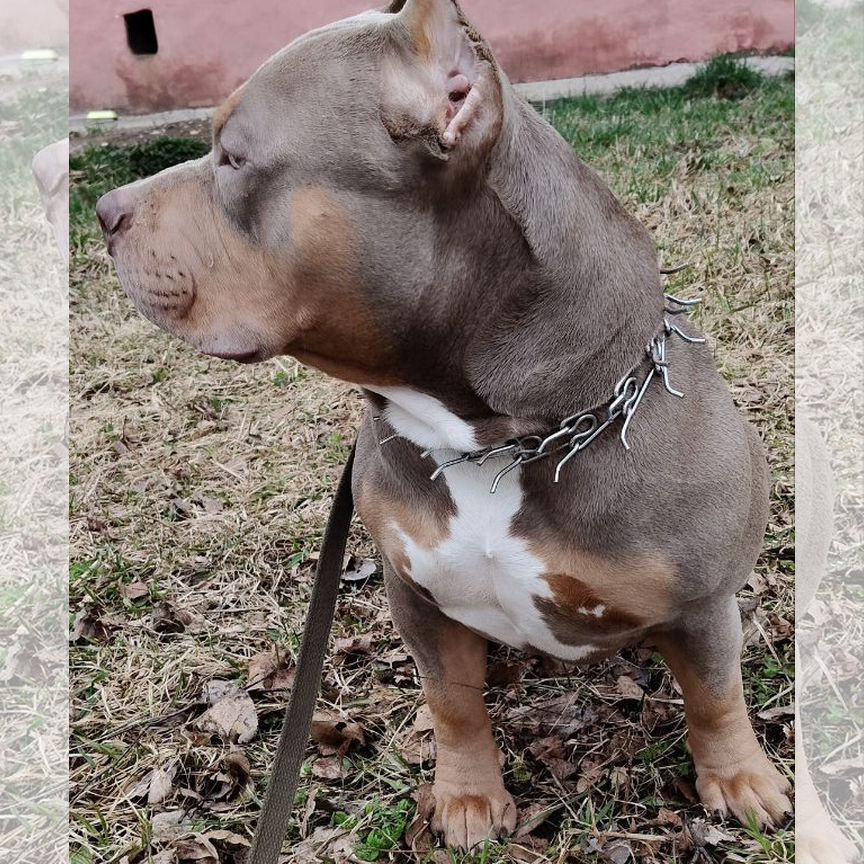 Американский булли, вязка