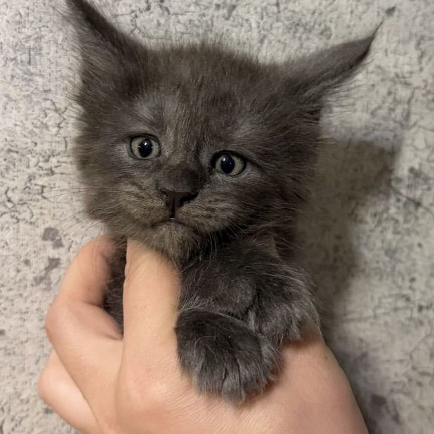 Мейн-кун котёнок