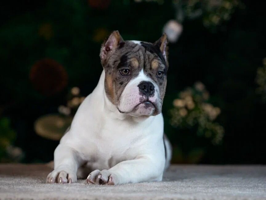 Девочка американский булли