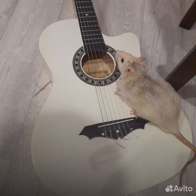 Отдам крыс с клеткой бесплатно в хорошие руки