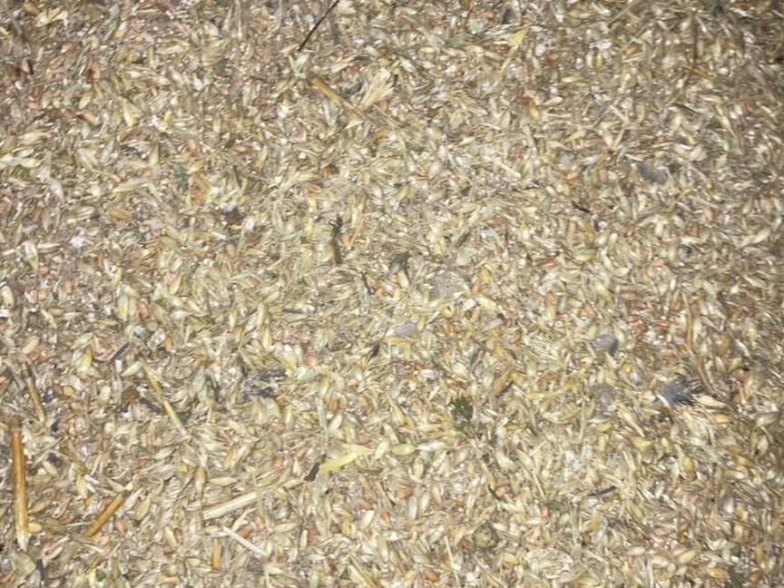 Отходы пшеницы