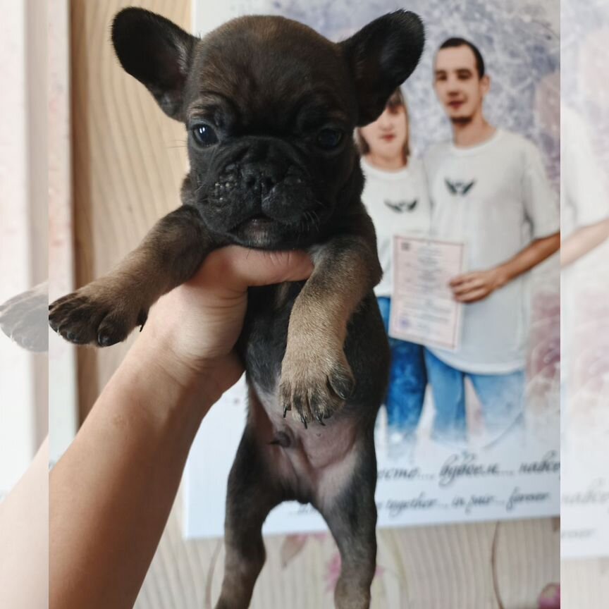 Французский бульдог, щенок