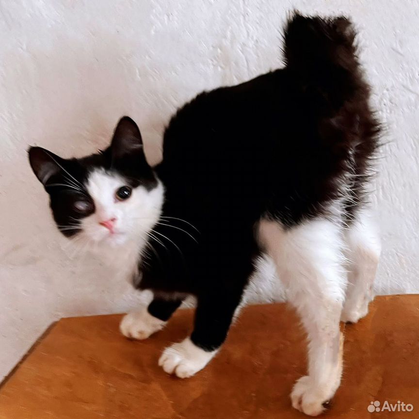 Отбили у собак котик Пилат ищет дом