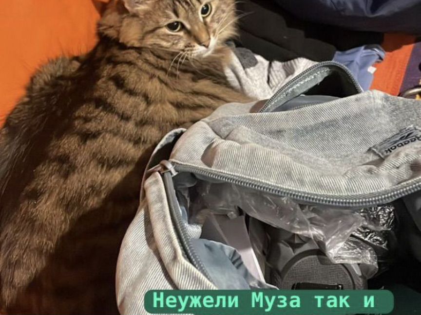 Кошка Муза в дар