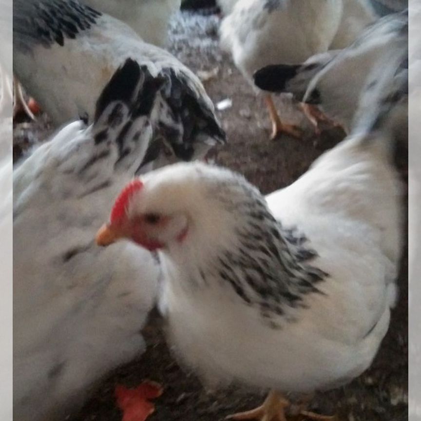 Куры Адлеровская серебристая