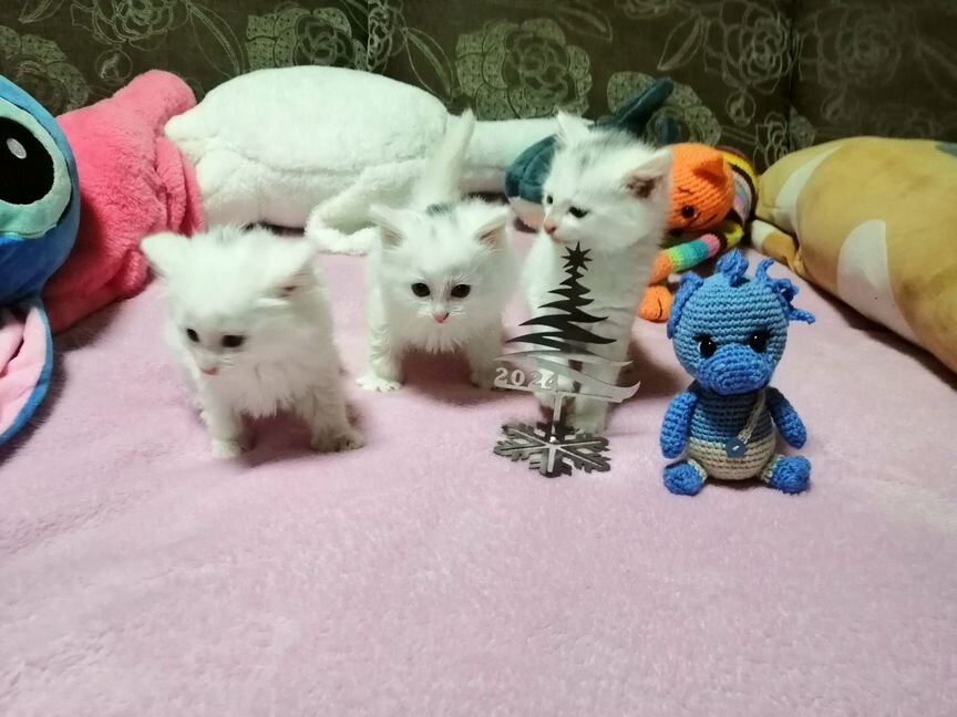 Белые милые котята