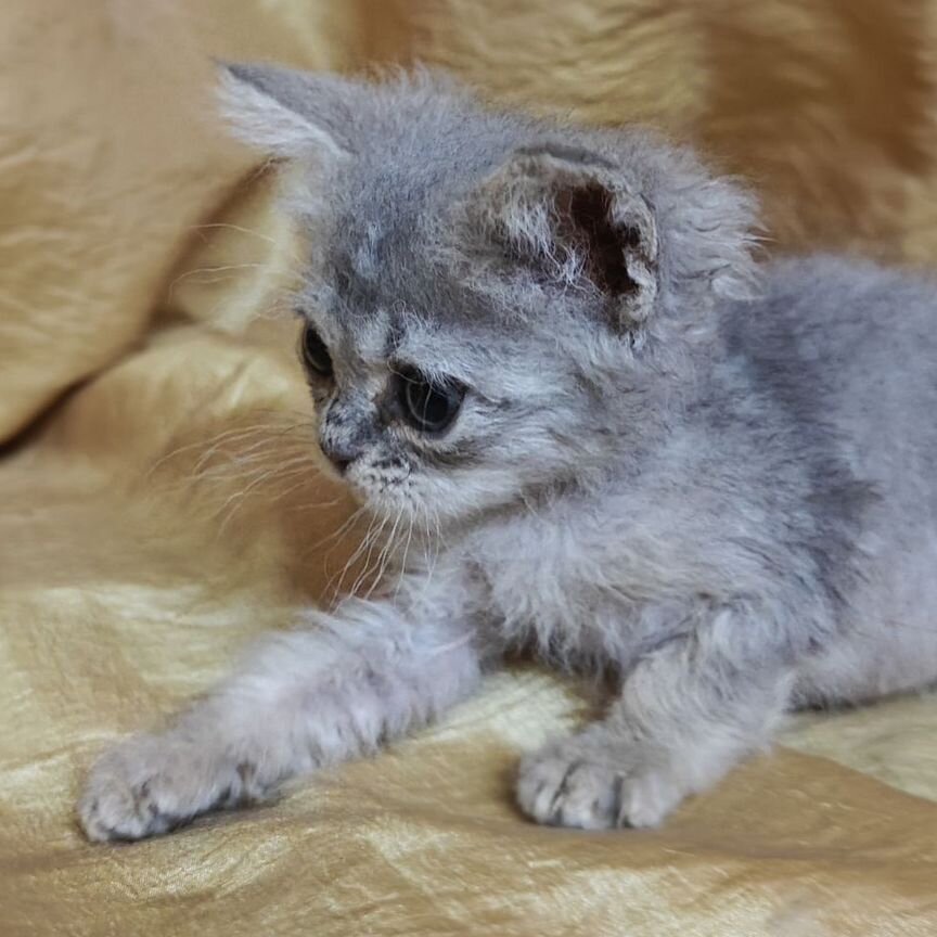 Манчкин котёнок