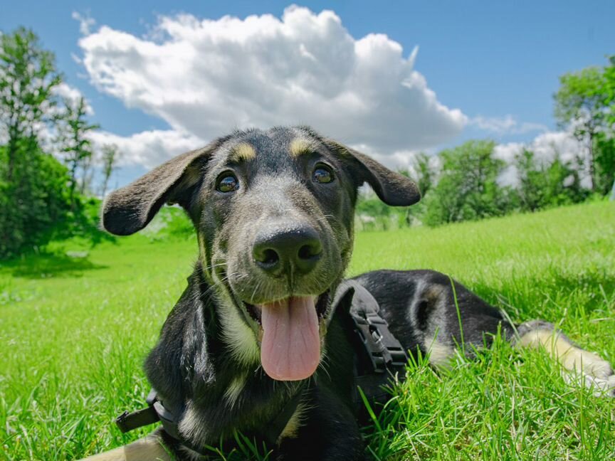 Щенок (девочка) в добрые руки бесплатно