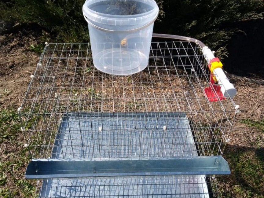 Клетка для перепелов