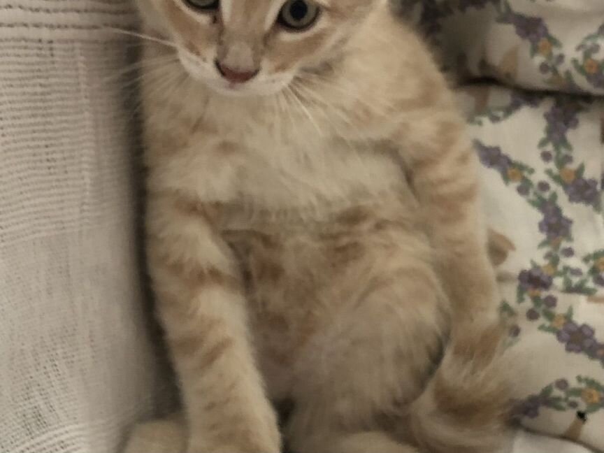 Рыжие Котята