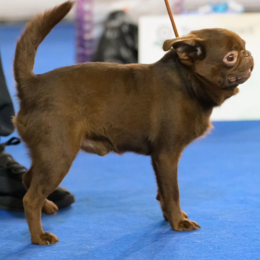 Пти-брабансон, взрослый пёс