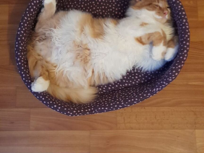 Кот пуся