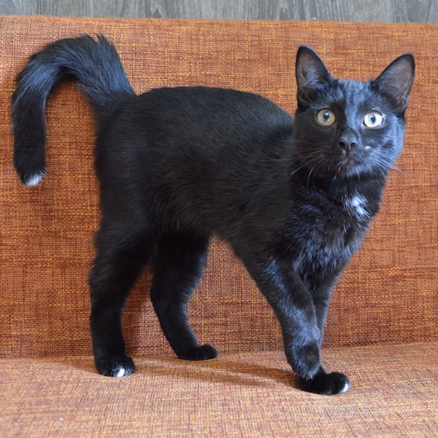 Котик ищет дом