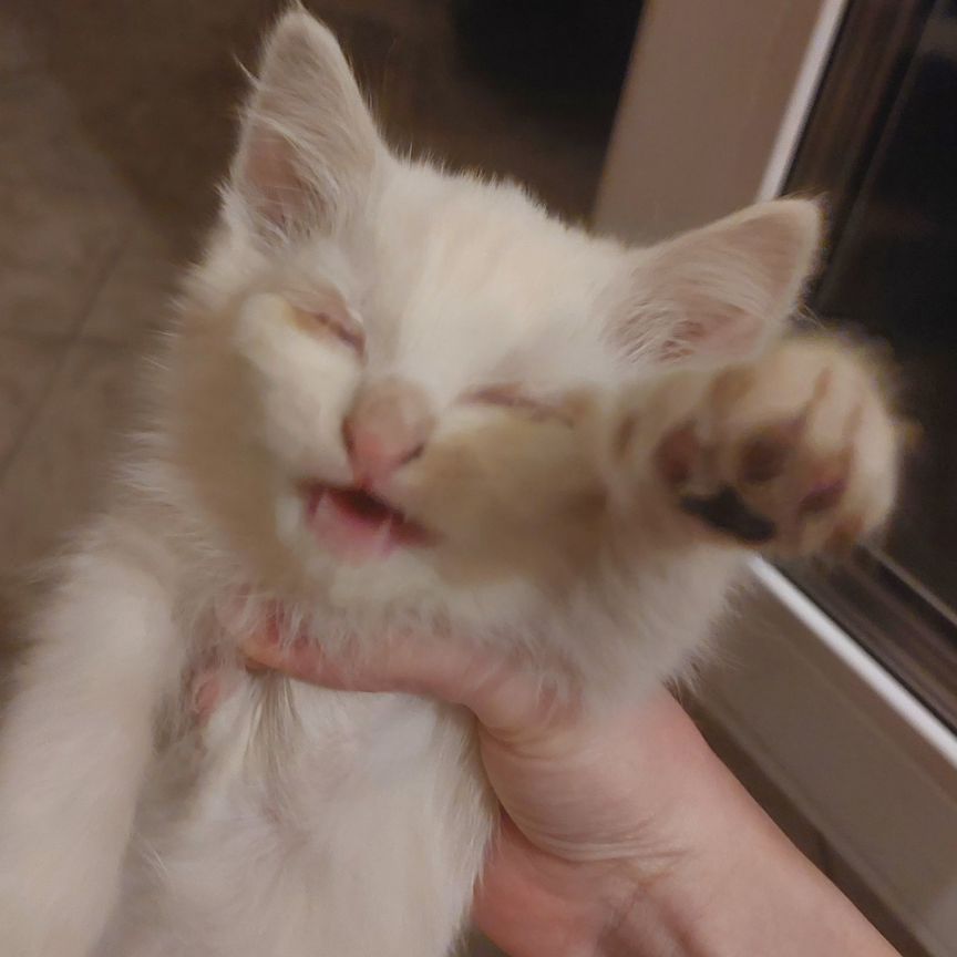 Отдам котят и кошек в добрые руки