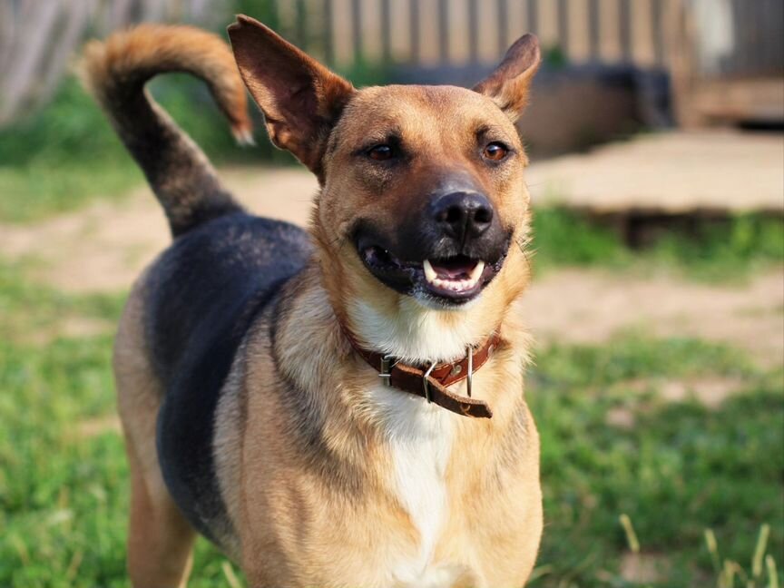 Собака в добрые руки