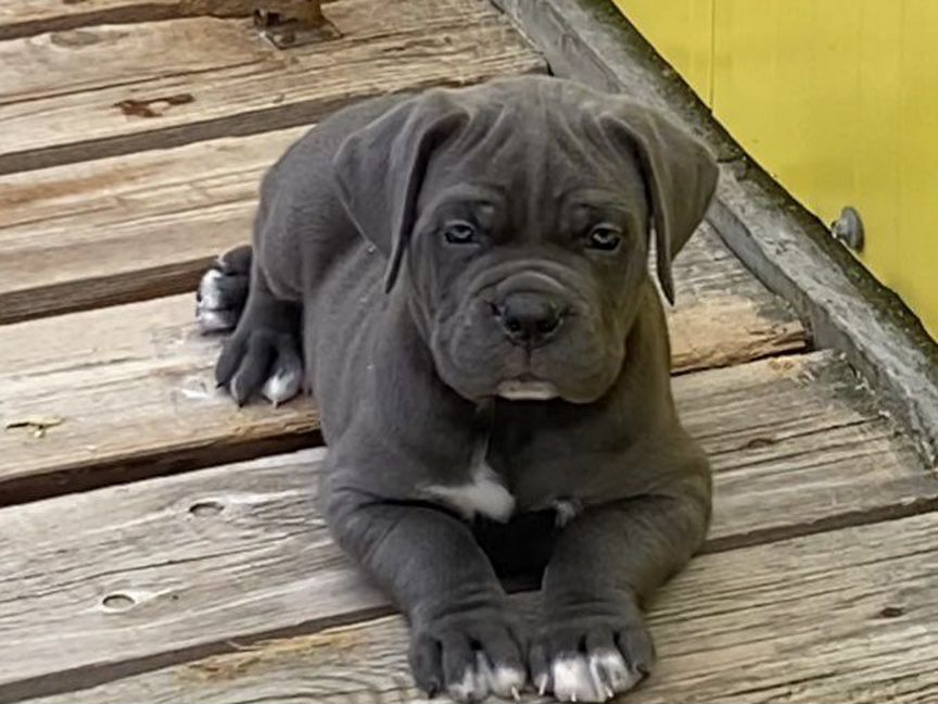 Кане Корсо - шикарная серая девочка