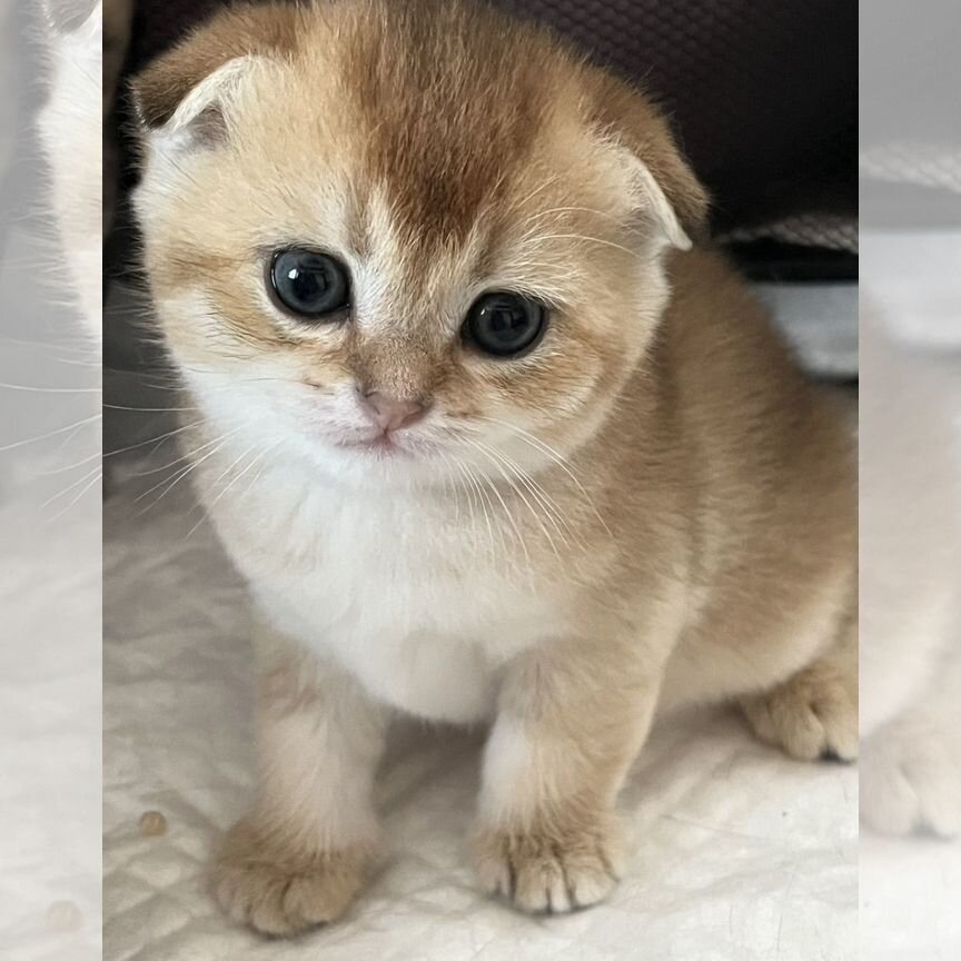 Шотландский вислоухий короткошёрстный котёнок