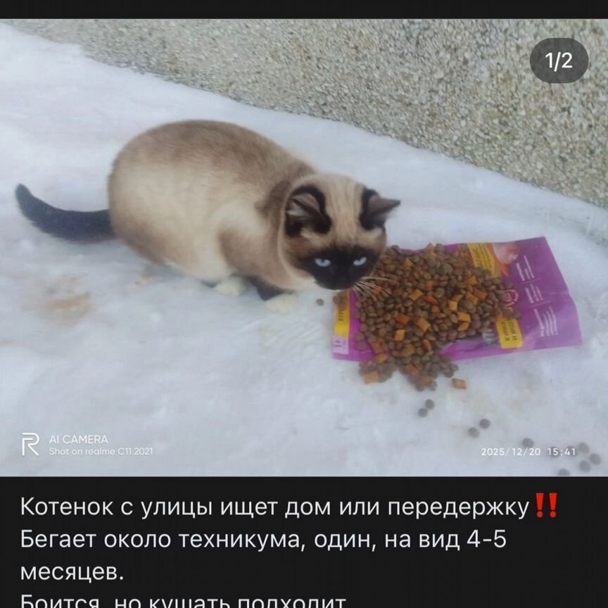 Сиамский котёнок
