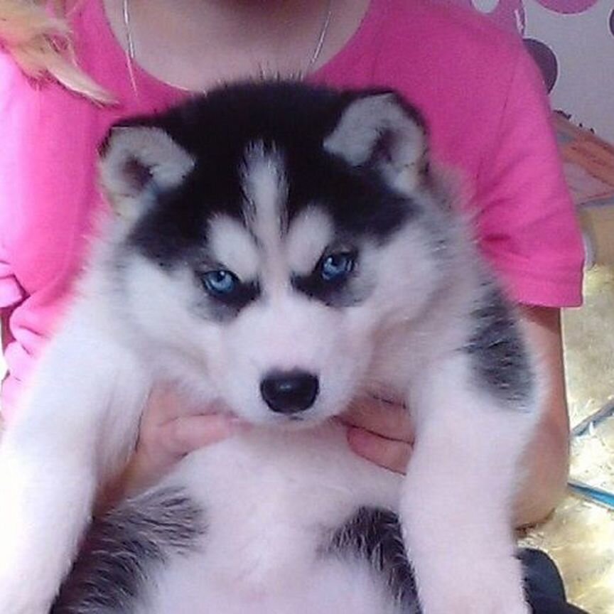 Красавчики хасятки