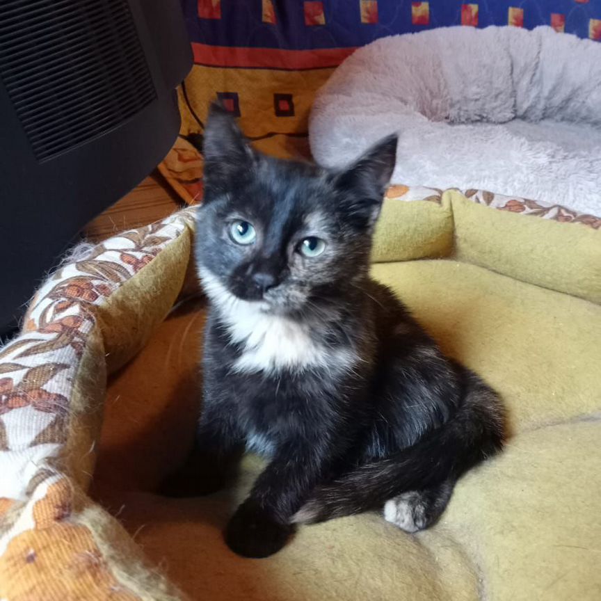 Уникальный Триколор Келли