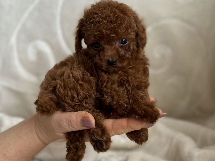 Кукла мальтипу