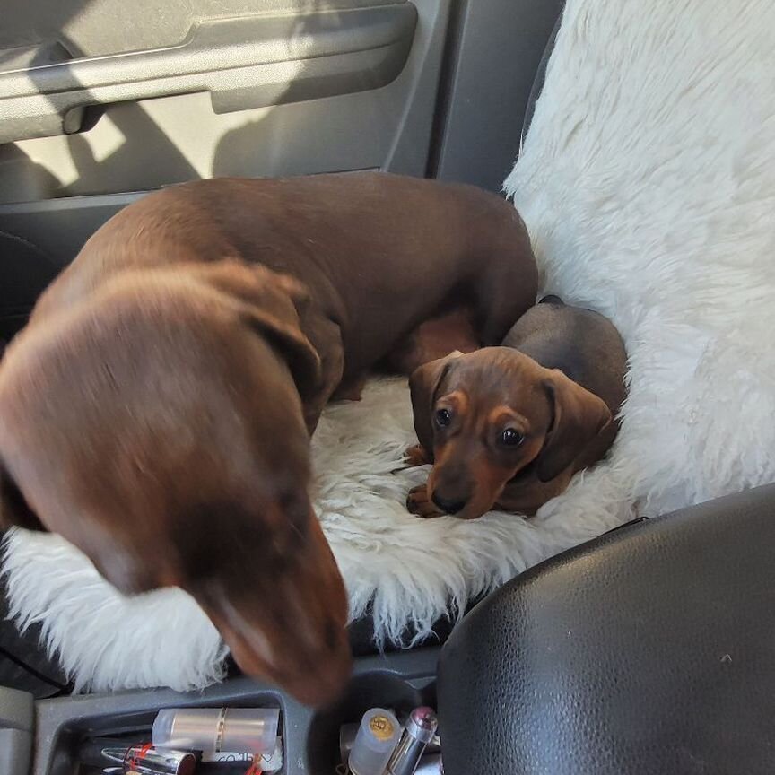 Щенки мини таксы