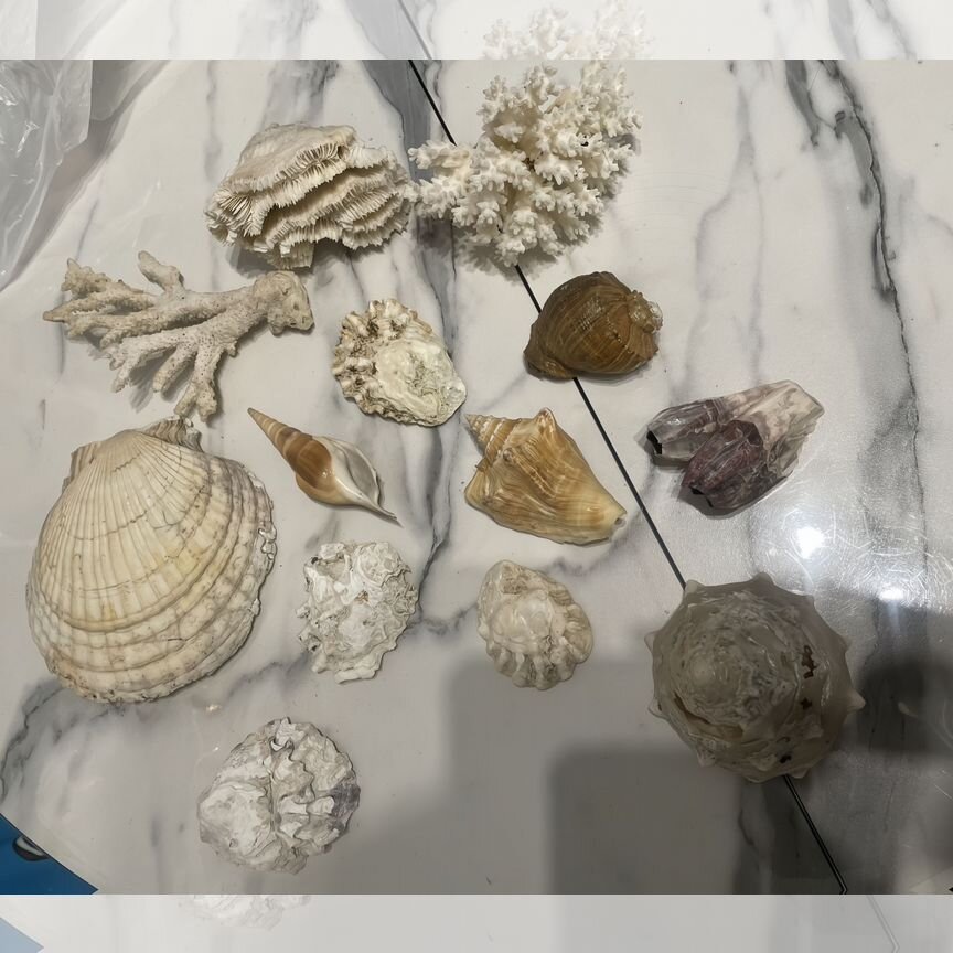Ракушки для аквариума