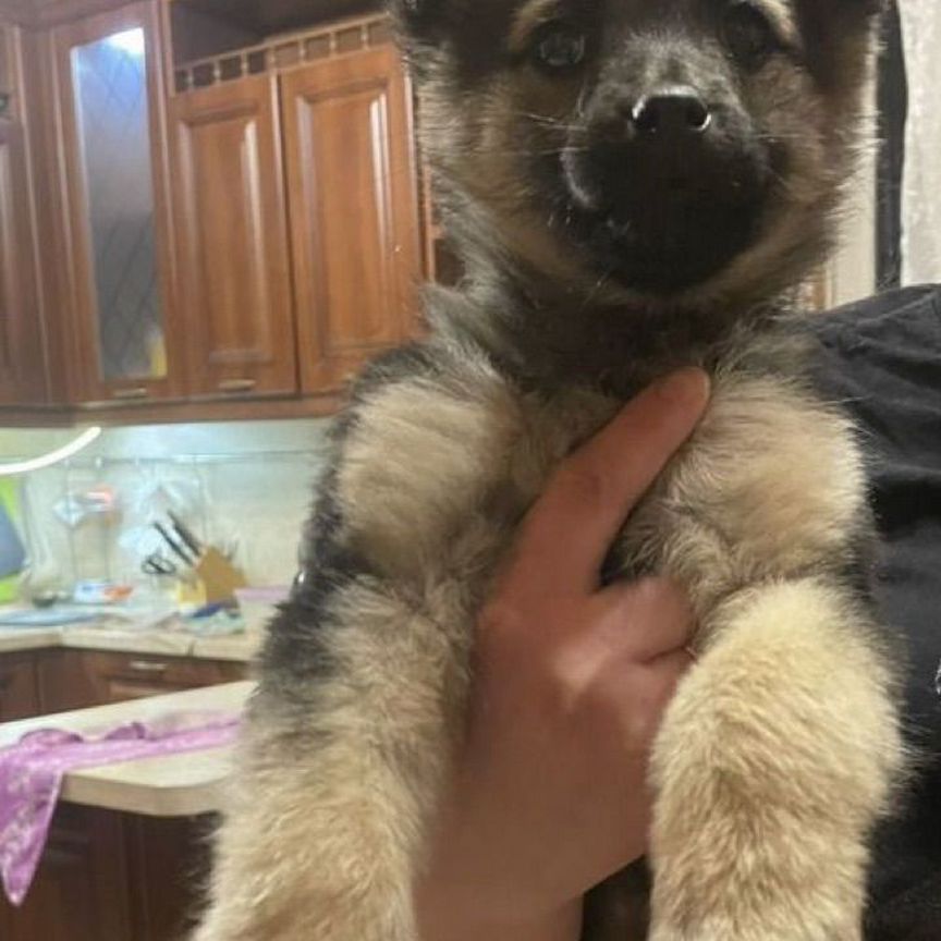 Немецкая овчарка в добрые руки щеночек