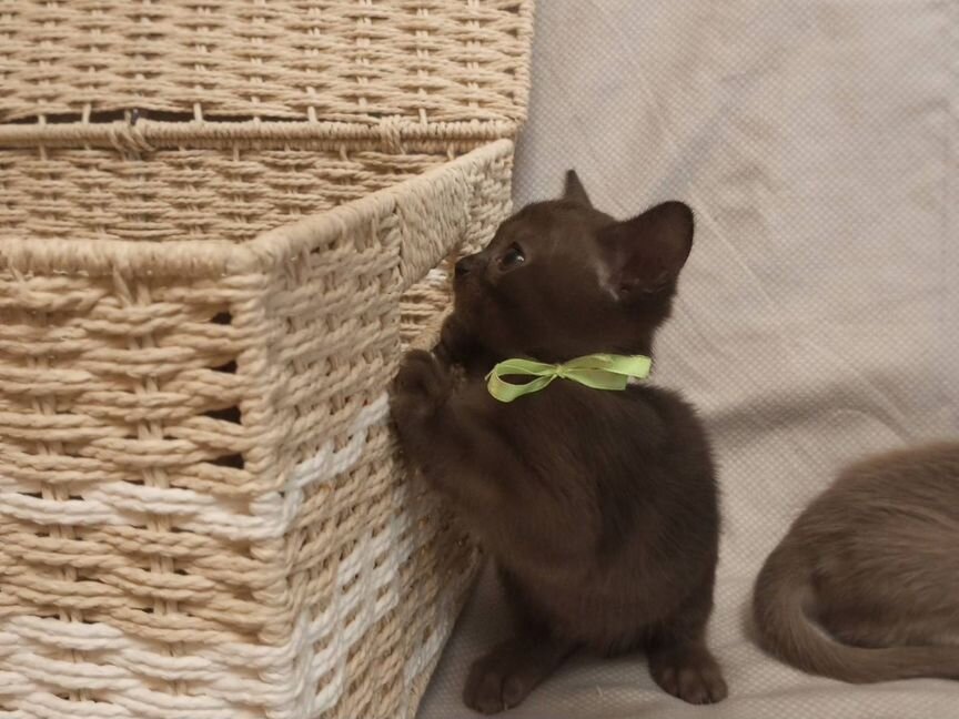 Бурманские котята