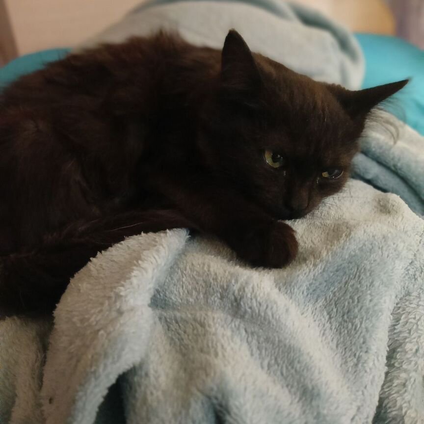 Кошка в дар