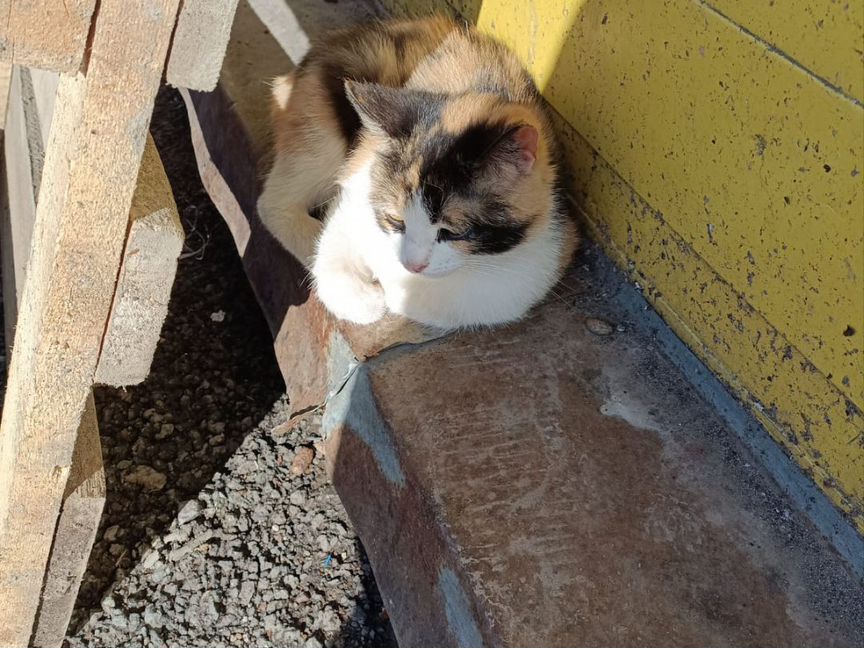 Котёнок ждет хозяина