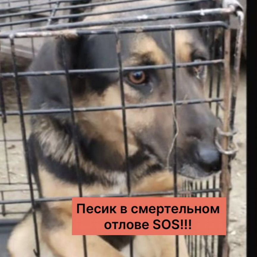 Взрослая собака в добрые руки