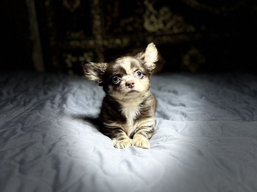 Мерль шоколадно- подпалый д/ш чихуа