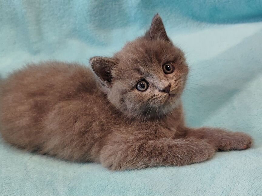 Британские малышки (девочки)