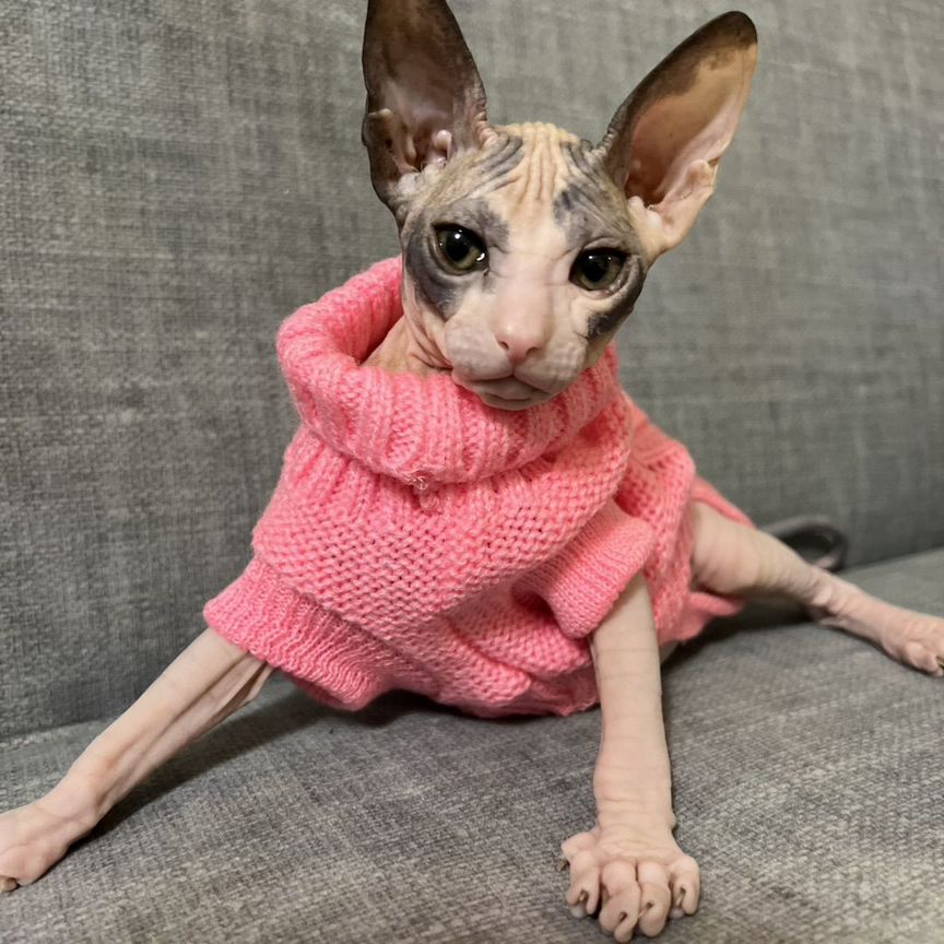 Донской сфинкс