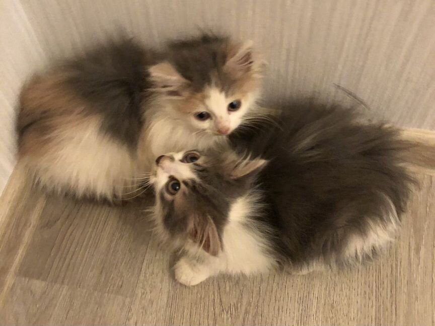 Пушистый сибирский котенок в дар бесплатно