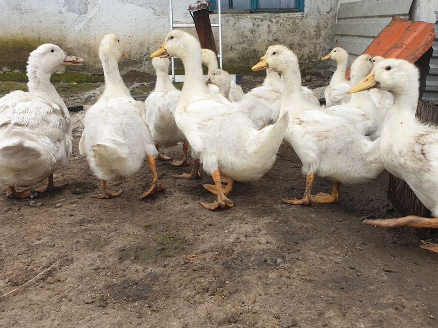 Молодые утки