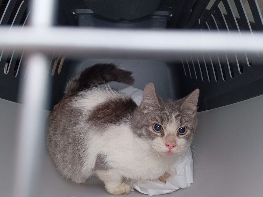 Котенок под выпуск