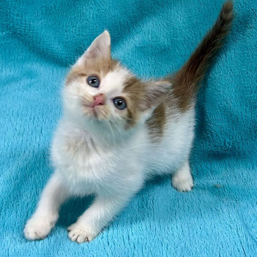 Рыже белый котёнок ищет дом