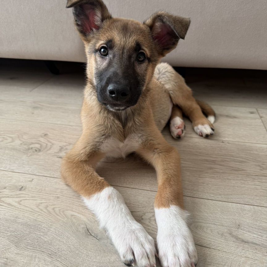 Прекрасный песик ищет дом