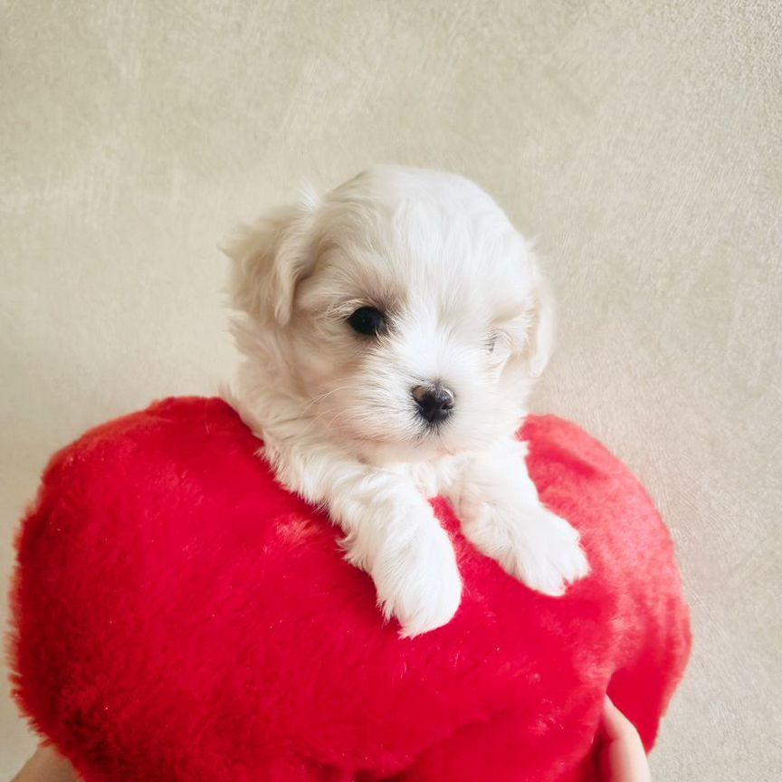 Мальтезе мальчик