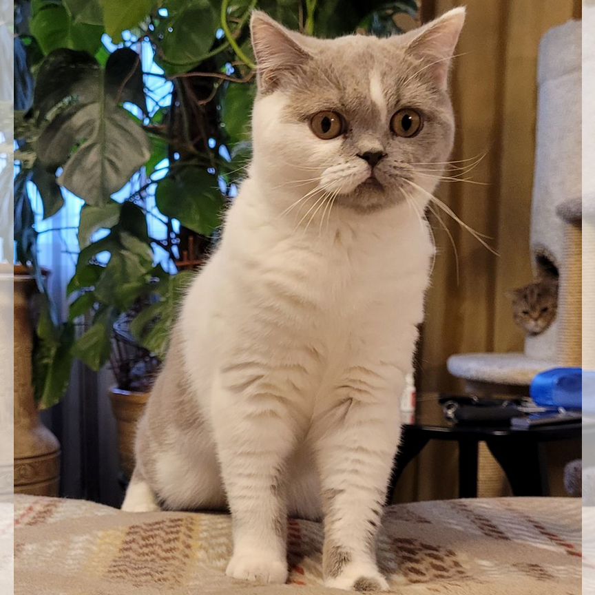 Молодая британская кошечка