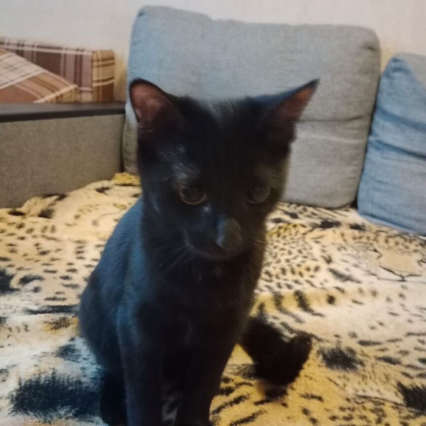 Отдам в добрые руки кошечка 4 месяца